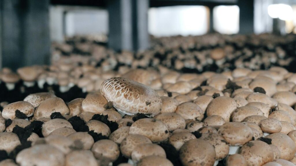 Top 9 Refrigerated Shipping Container Uses Beyond Transport - Dry Box ...